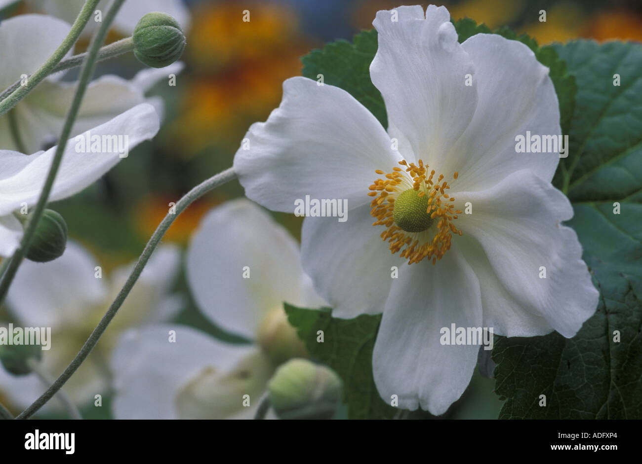 Anemone x hybrid ‘honorine jobert’ hi-res stock photography and images ...