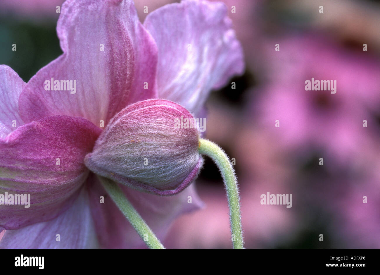 Anemone x hybrid hi-res stock photography and images - Alamy