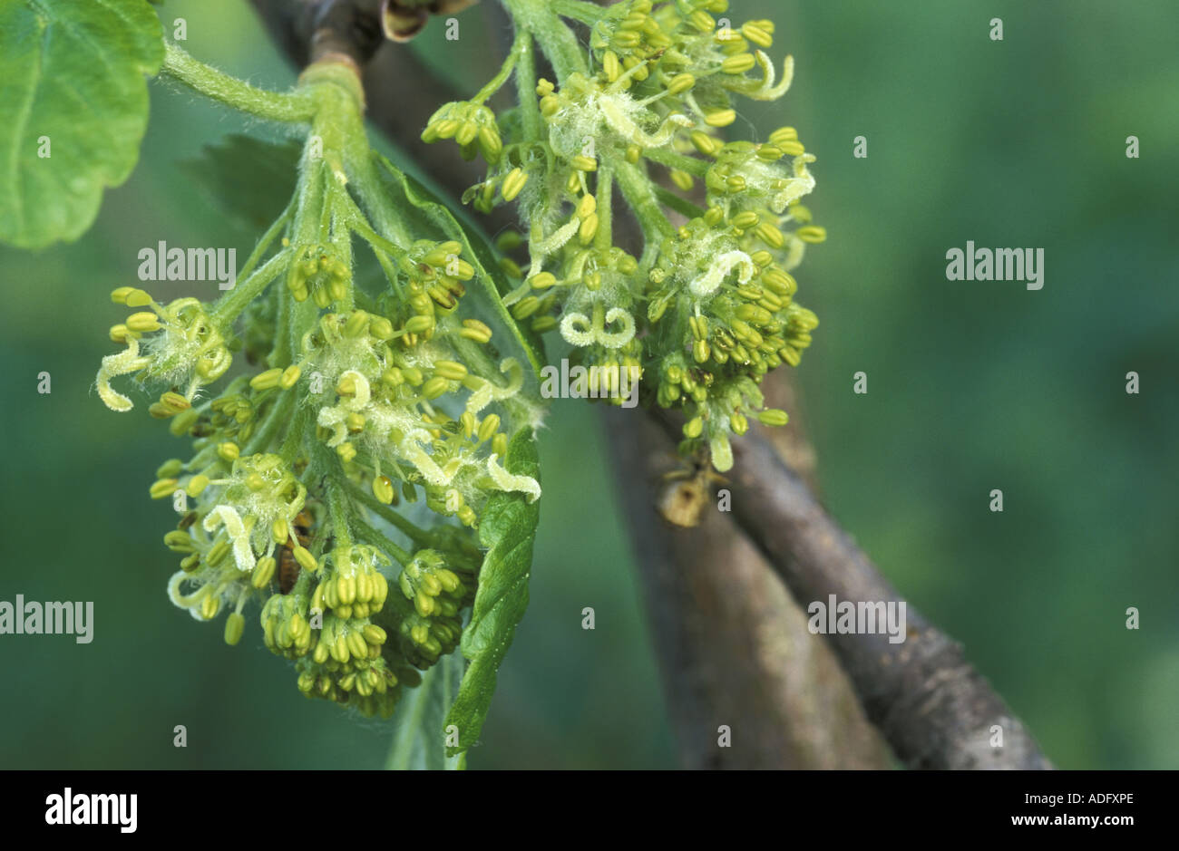 Acer pseudoplatanus Flower Stock Photo - Alamy