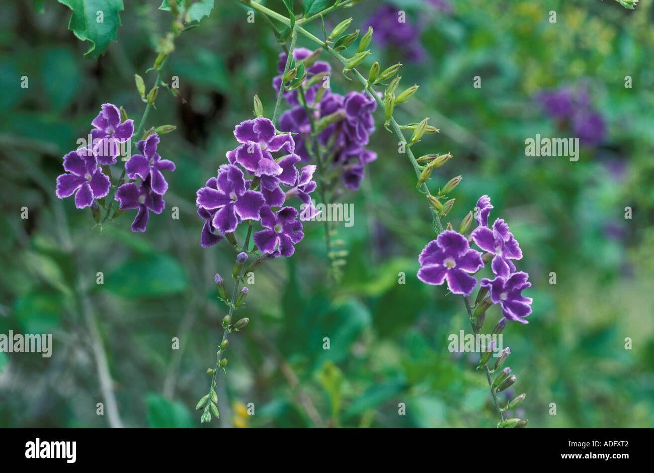 Geisha girl plant hi-res stock photography and images - Alamy