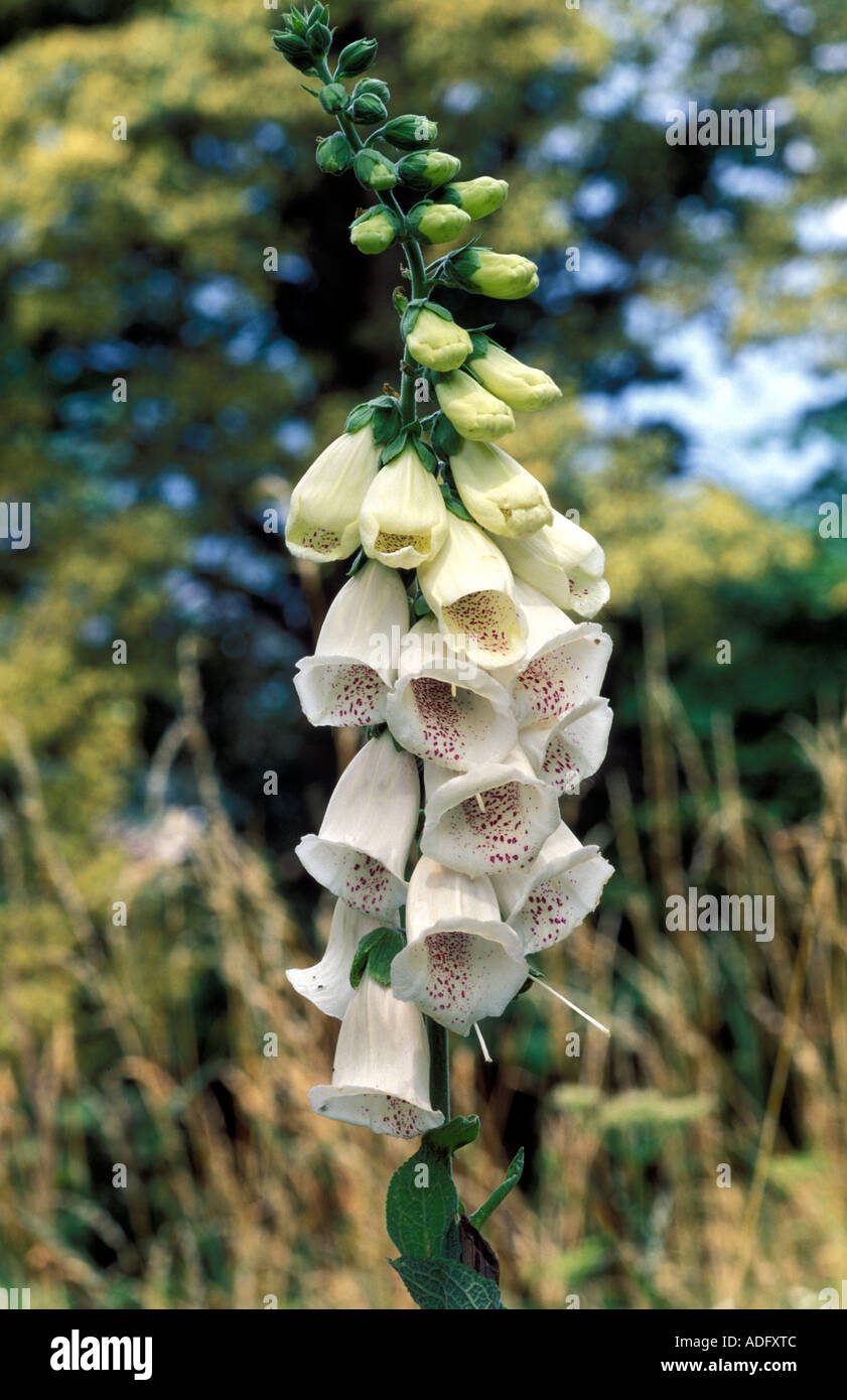 Digitalis Purpurea Excelsior Purple Foxglove Italy Stock Photo - Alamy