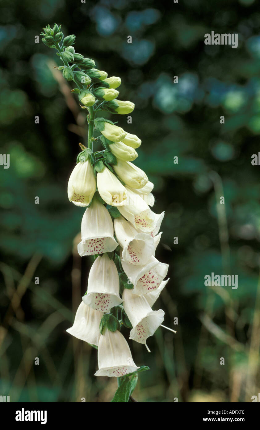 Digitalis Purpurea Excelsior Purple Foxglove Italy Stock Photo - Alamy