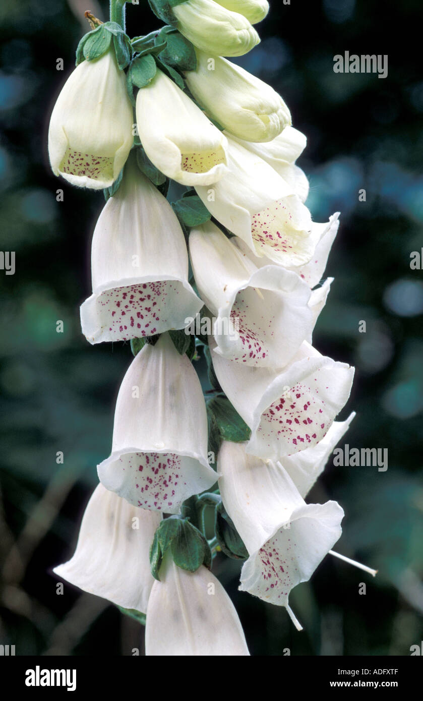 Digitalis excelsior hi-res stock photography and images - Alamy