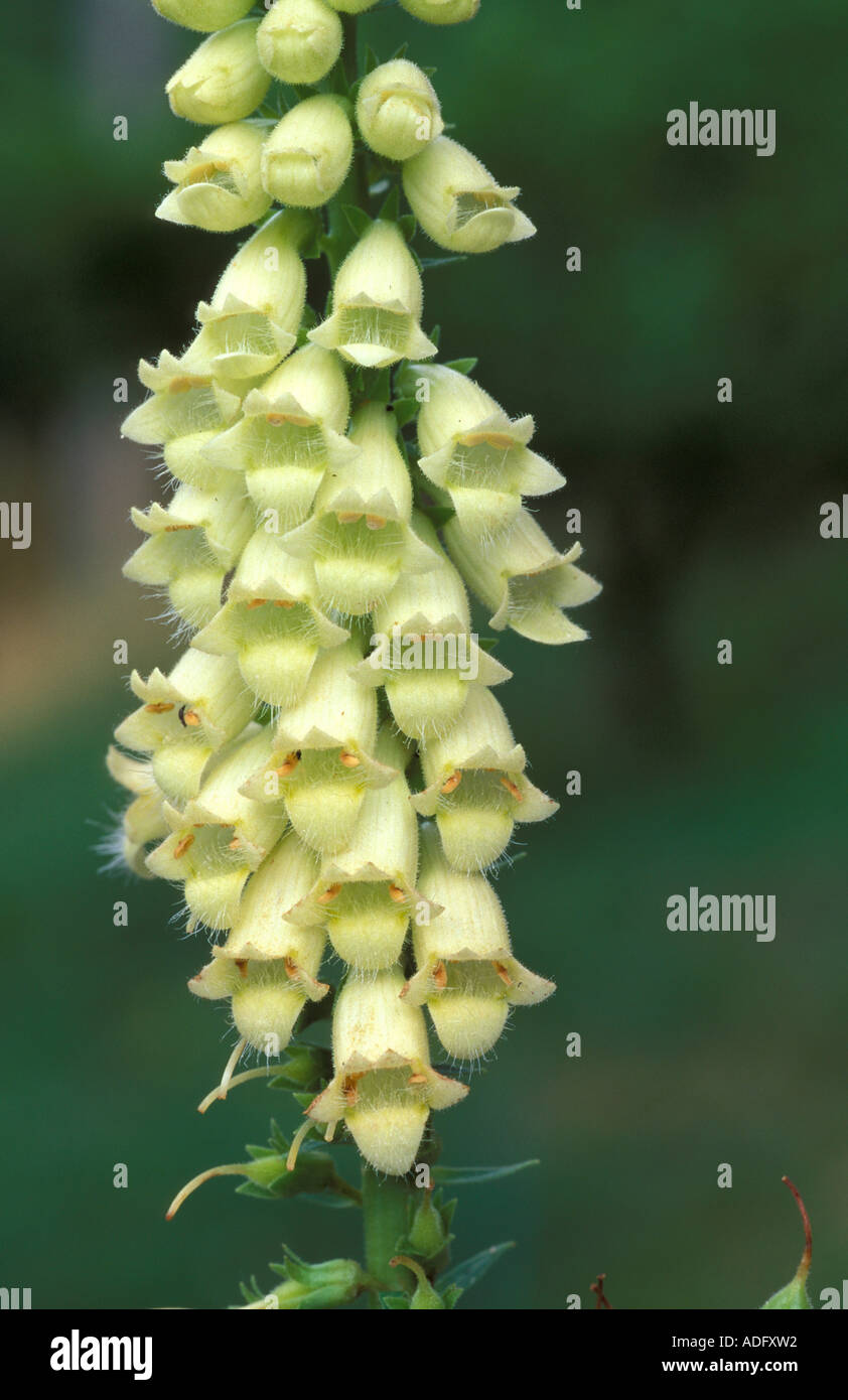 Straw foxglove digitalis lutea hi-res stock photography and images - Alamy