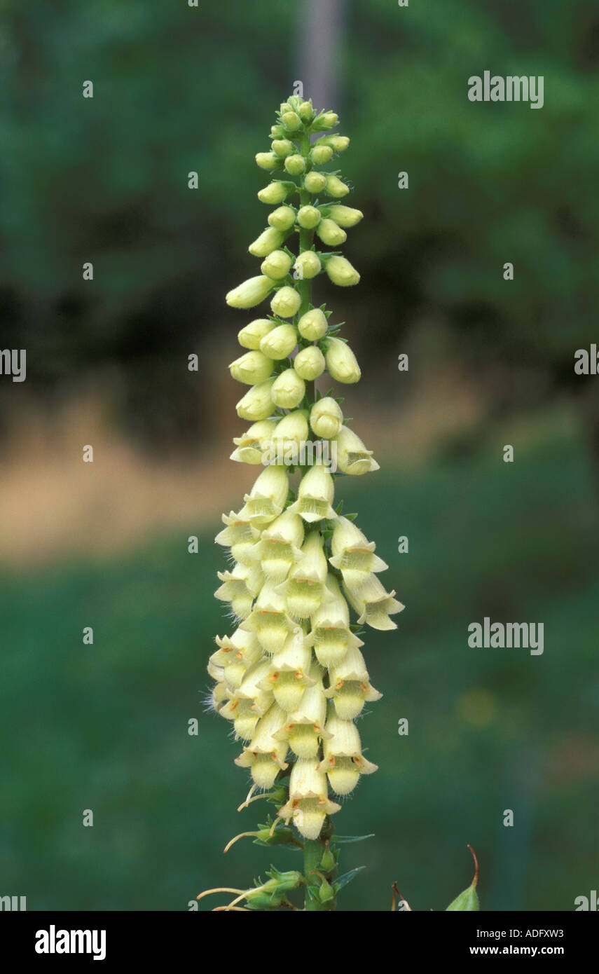 Digitalis Lutea Straw Foxglove Italy Stock Photo - Alamy
