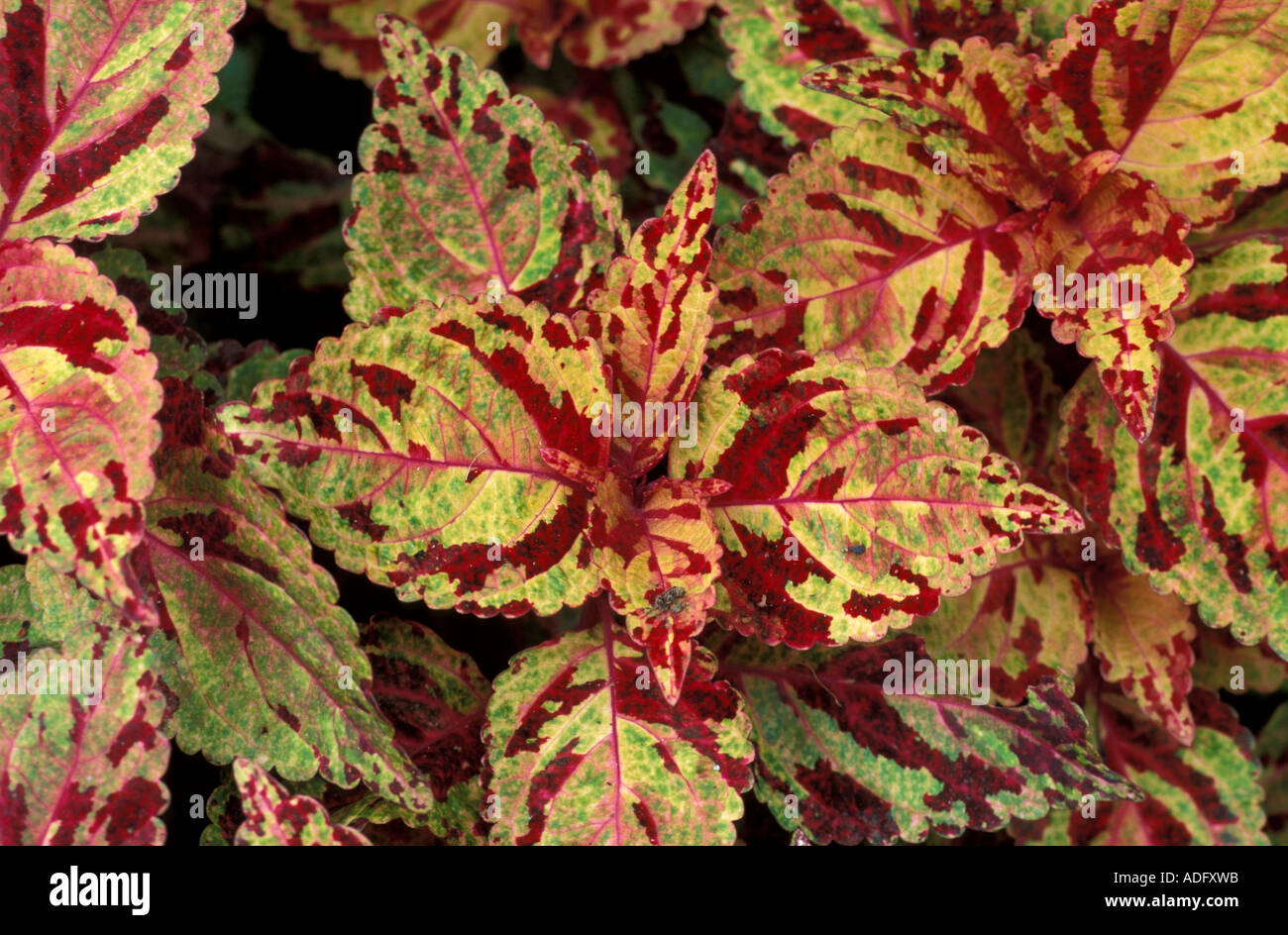 Coleus blumei plant hi-res stock photography and images - Alamy