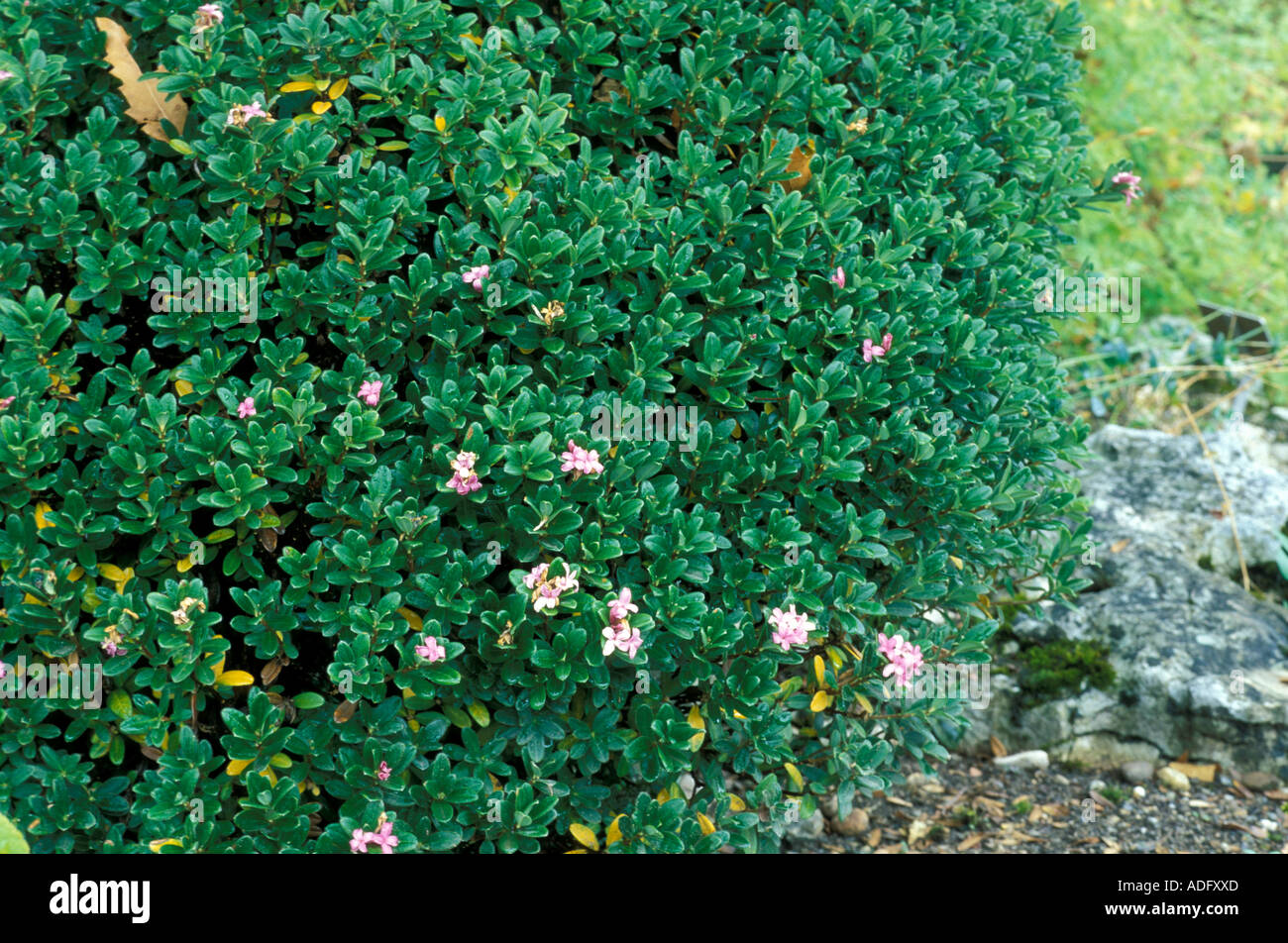 Daphne Sericea Dafne Olivella Italy Stock Photo - Alamy