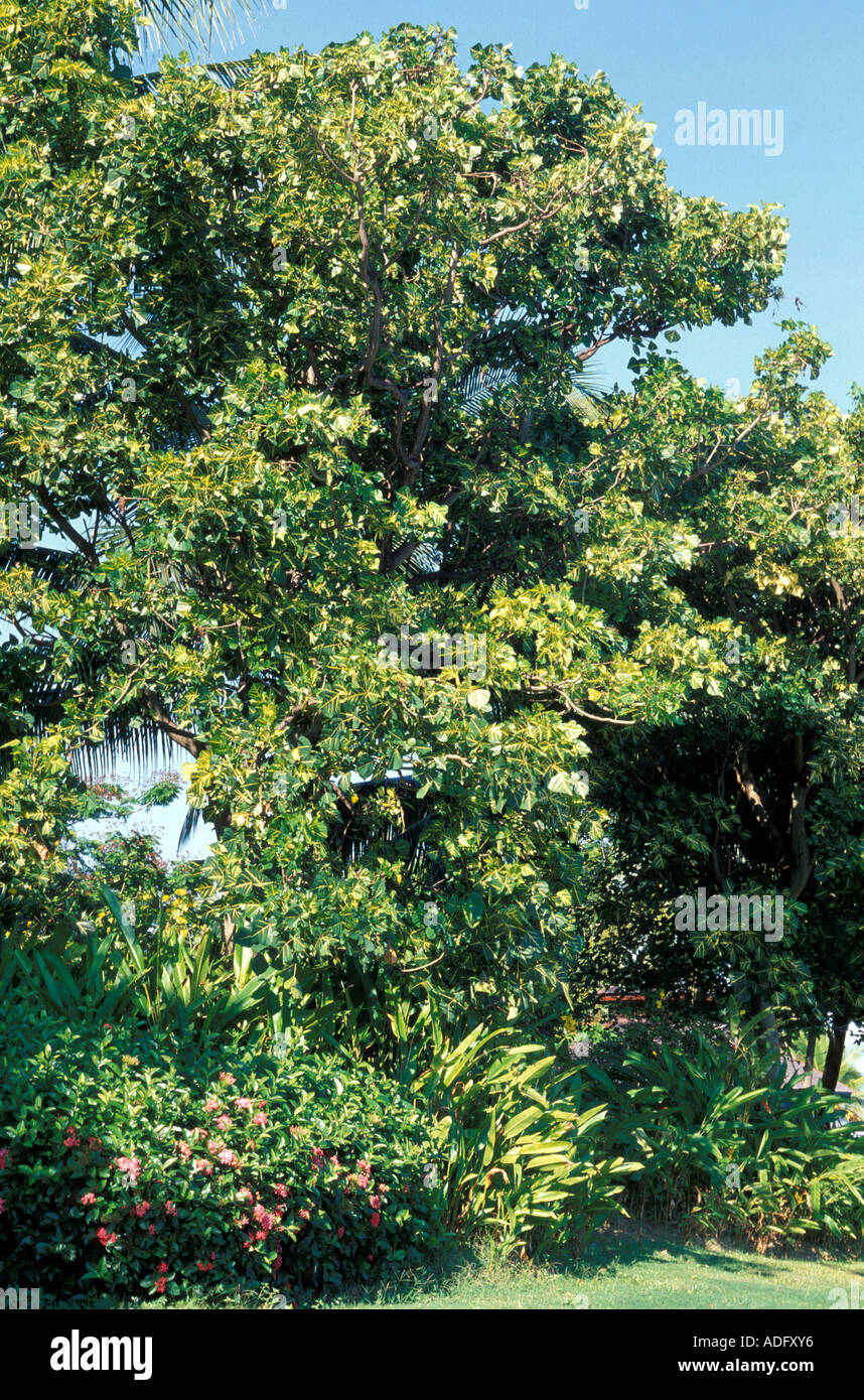Erythrina Variegata Indian coral tree Italy Stock Photo - Alamy