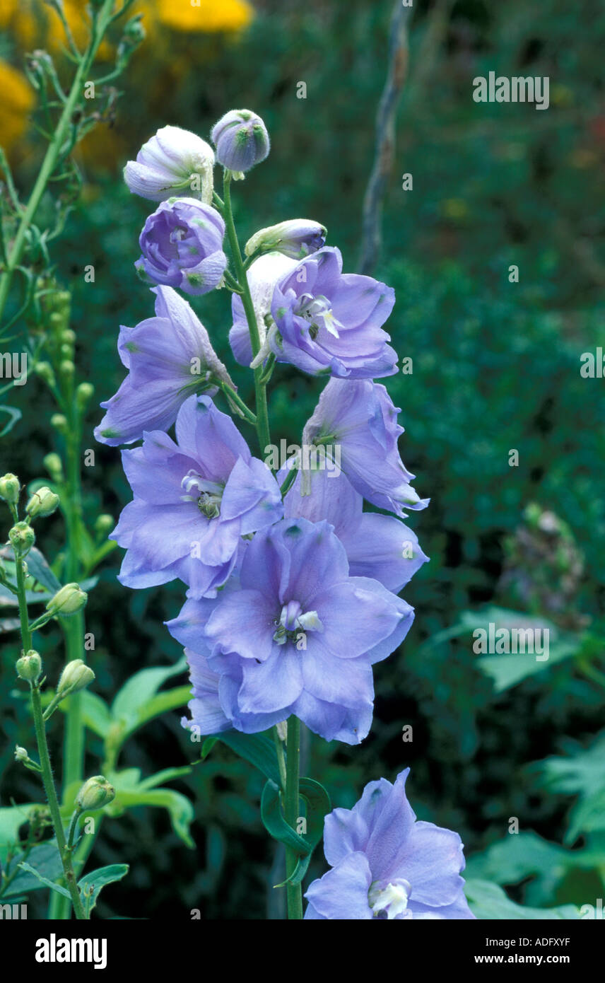 Elatum hi-res stock photography and images - Alamy