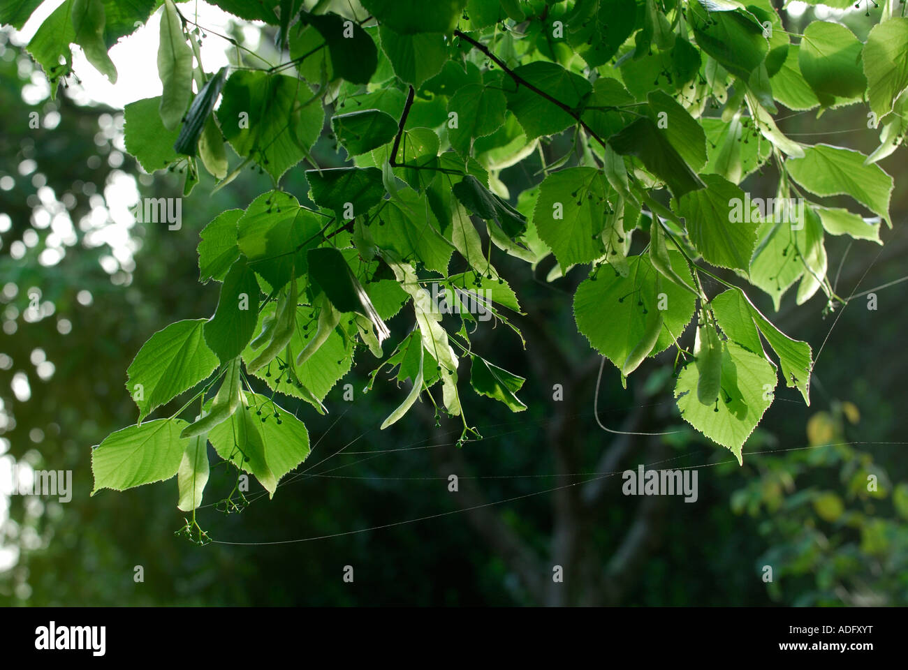 Lime tree seeds, sud-Touraine, France Stock Photo - Alamy