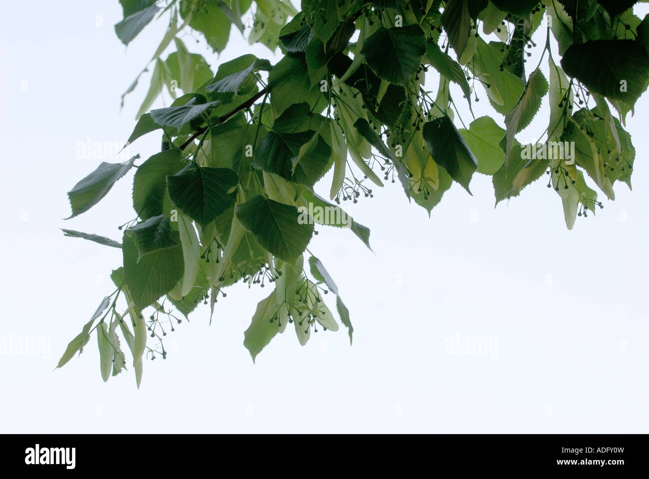 Broadleaf lime tree hi-res stock photography and images - Alamy