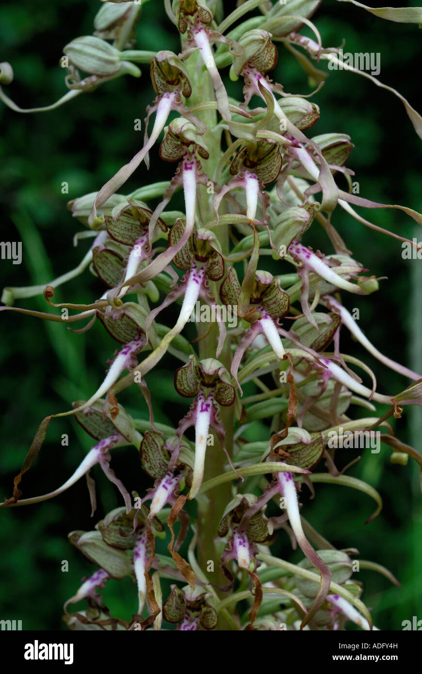 Lizard Orchid, Himantoglossum hircinum, France (rare in Britain Stock ...