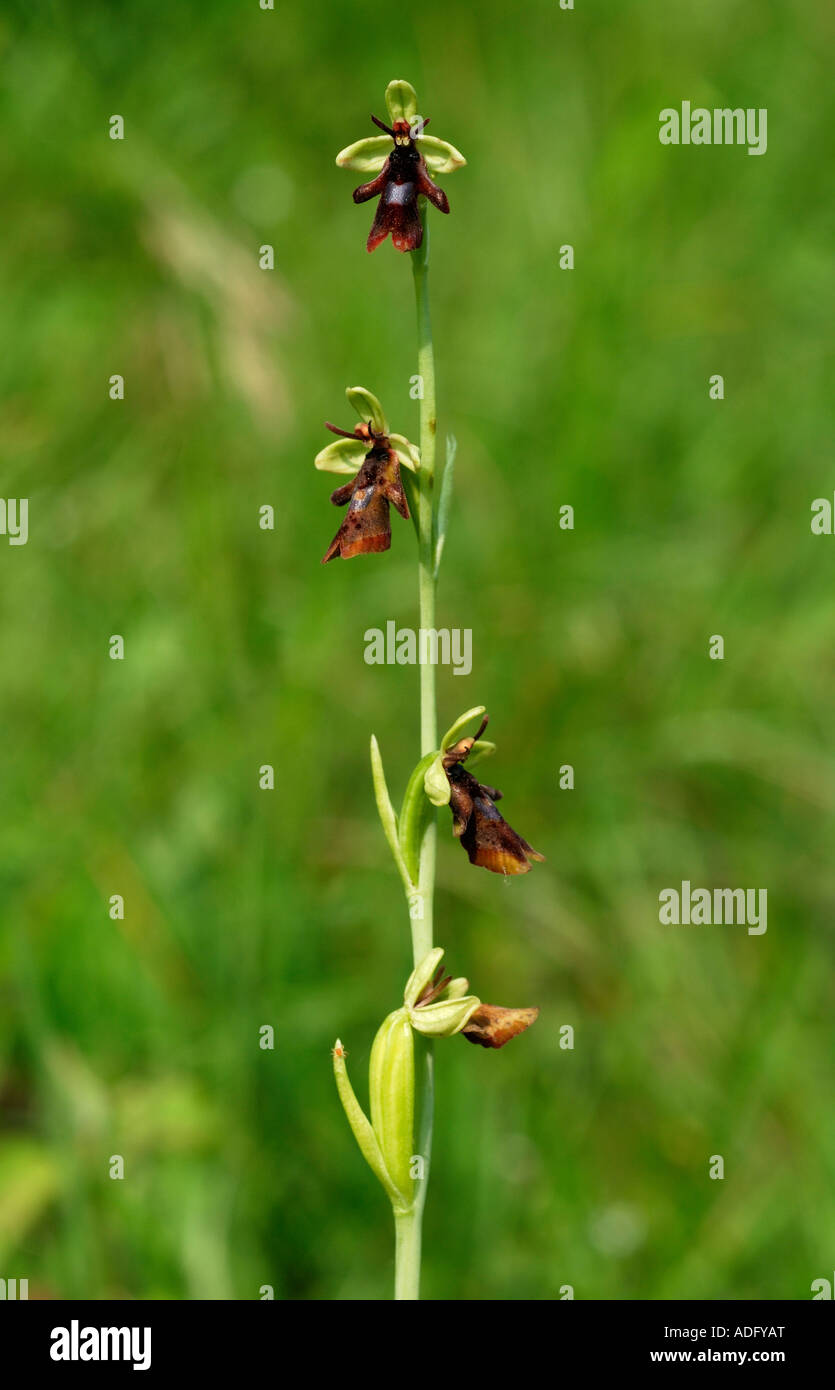 Fly Orchid, Ophrys insectifera, sud-Touraine, France Stock Photo - Alamy
