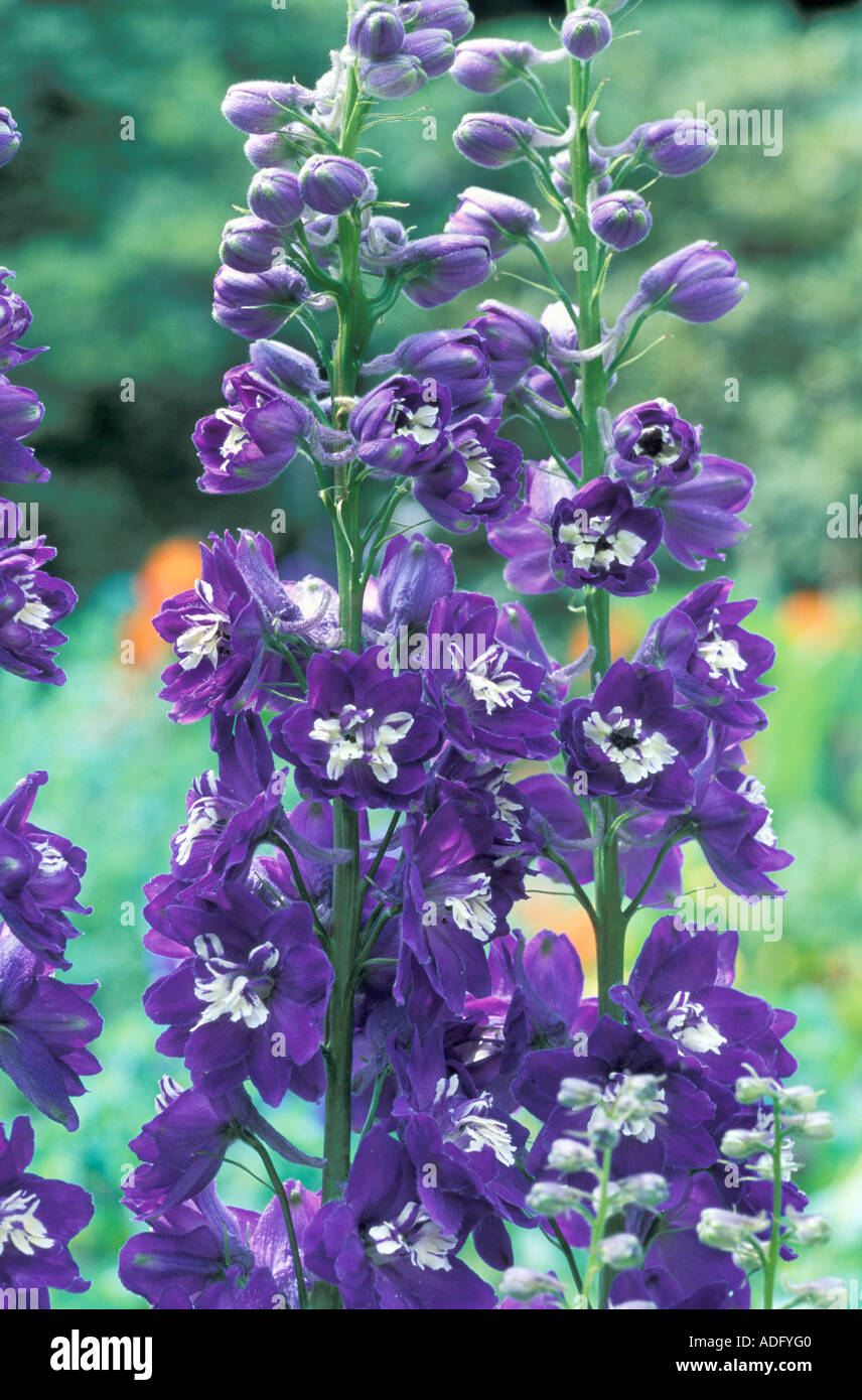 Elevata hi-res stock photography and images - Alamy