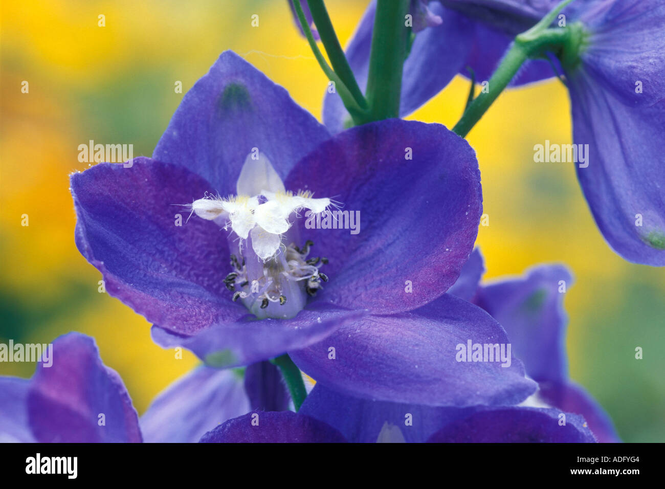 Elevata hi-res stock photography and images - Alamy