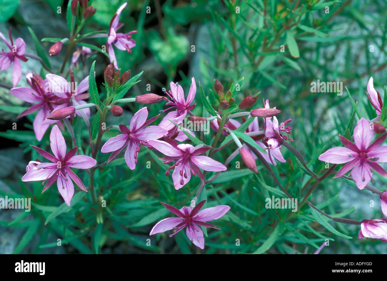 European Wild Flower Epilobium Fleischeri Alpine Willowherb