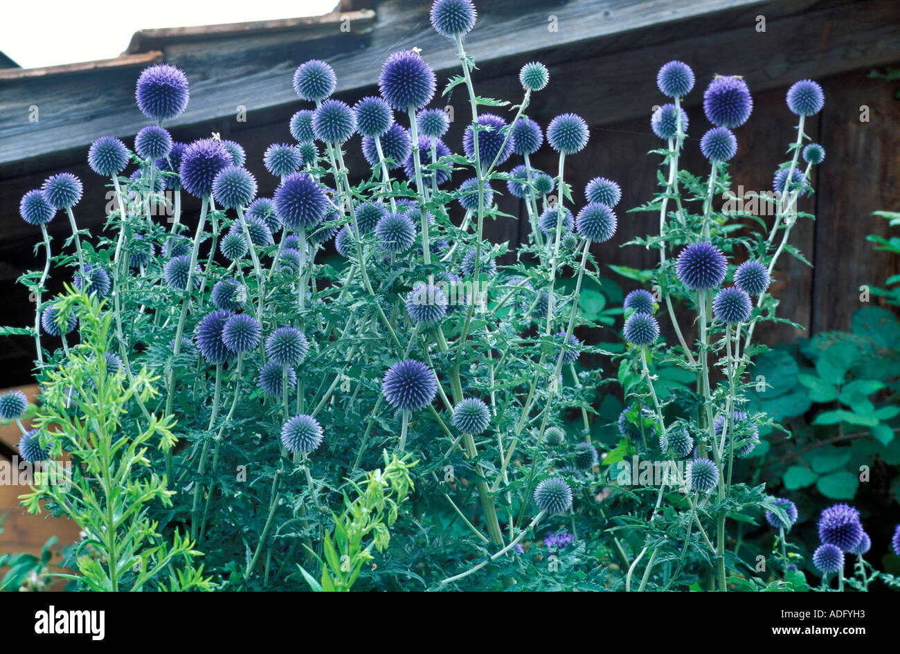 Echinops Ritro Globe Thistle Italy Stock Photo - Alamy