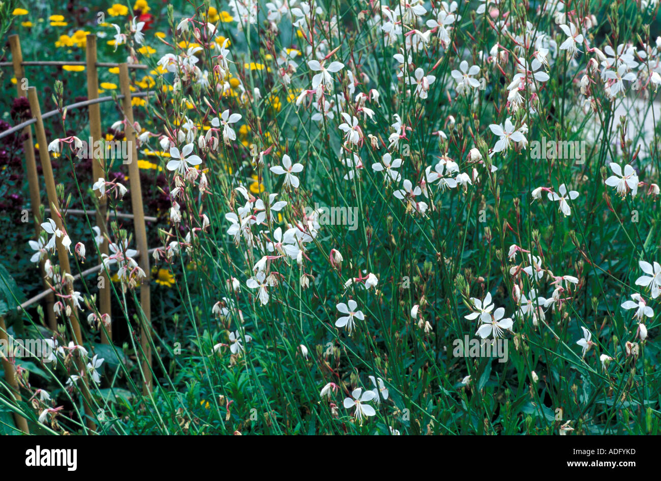 Gaura lindheimeri the bride hi-res stock photography and images - Alamy
