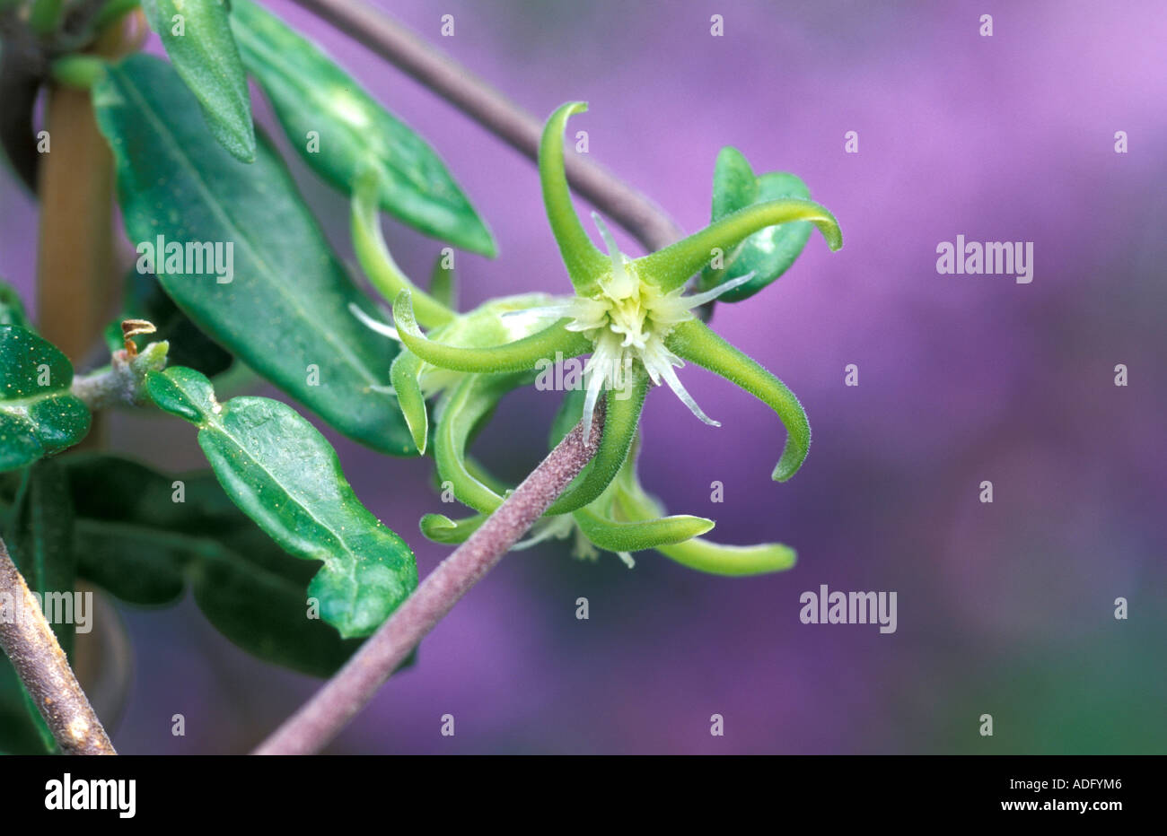 Fockea Edulis fiore Italy Stock Photo - Alamy