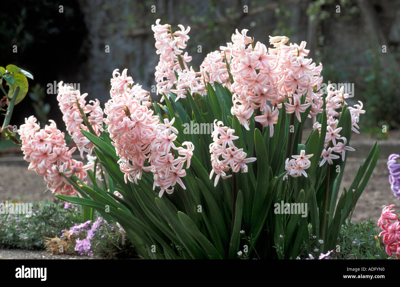 Lady derby hi-res stock photography and images - Alamy