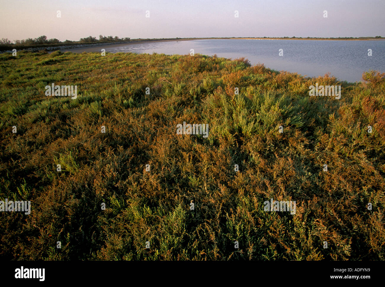 flora, plant life, vegetation, wetland, wetlands, marsh, marshland ...