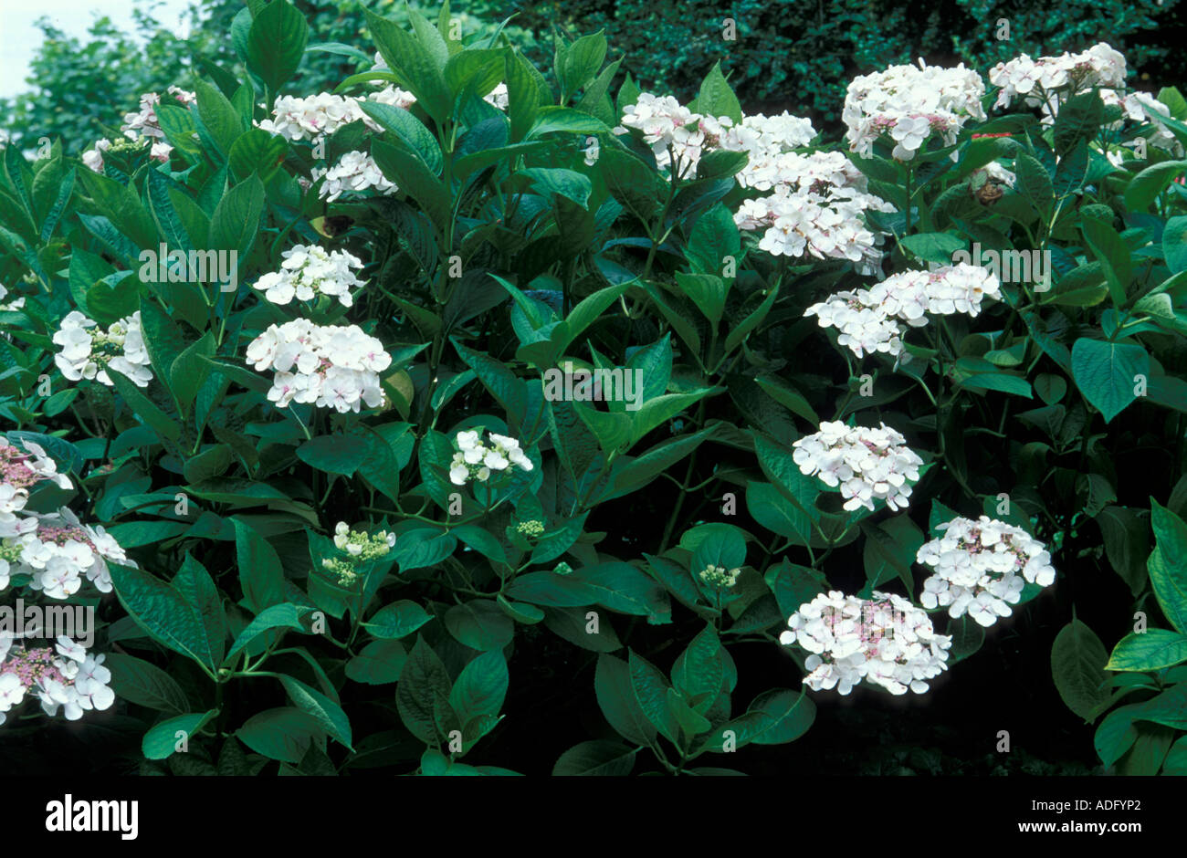 Hydrangea Macrophylla Elster Italy Stock Photo - Alamy
