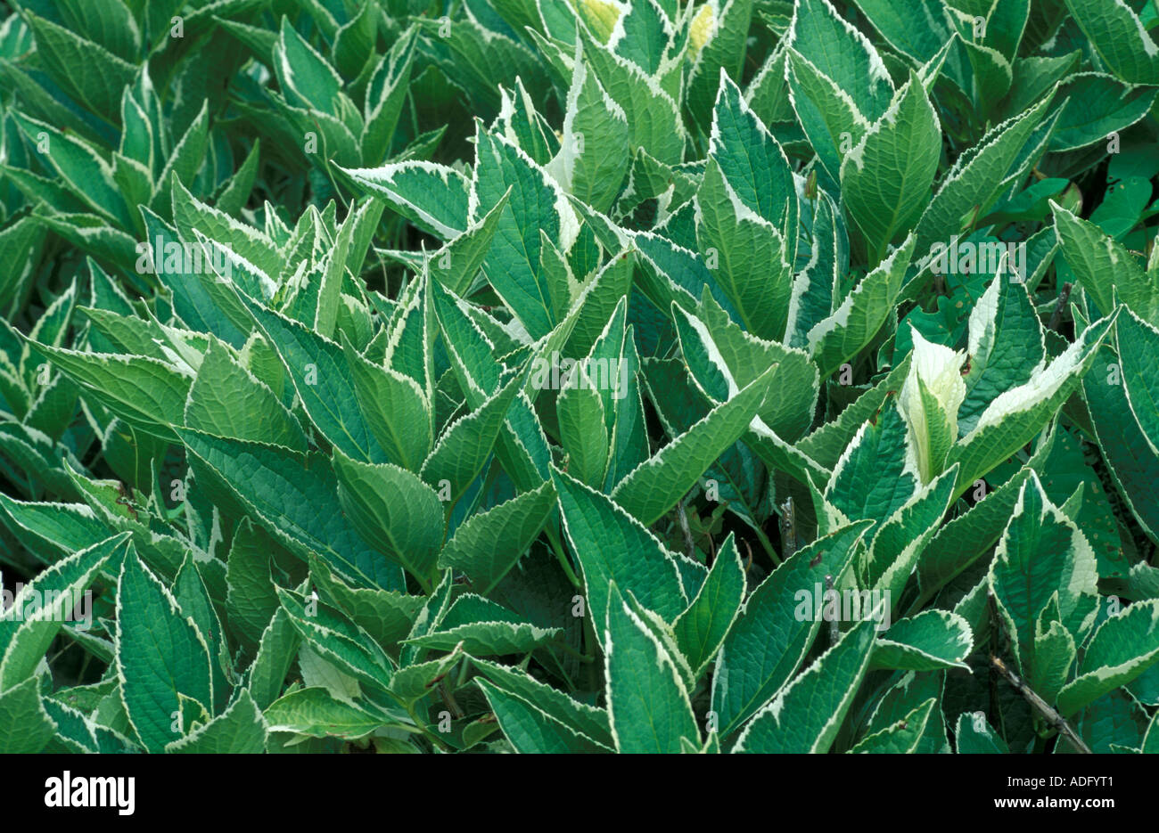 Hydrangea Macrophylla Tricolor Italy Stock Photo - Alamy