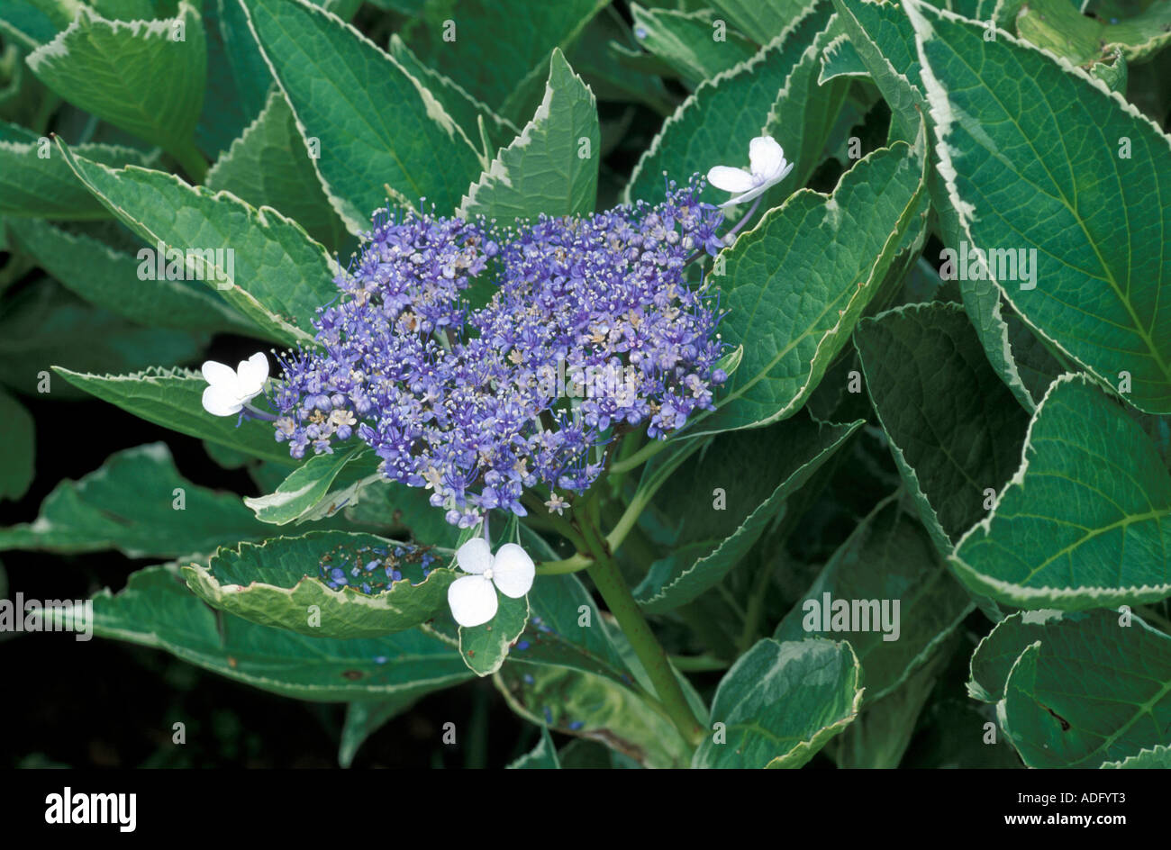 Hydrangea Macrophylla Tricolor Italy Stock Photo - Alamy