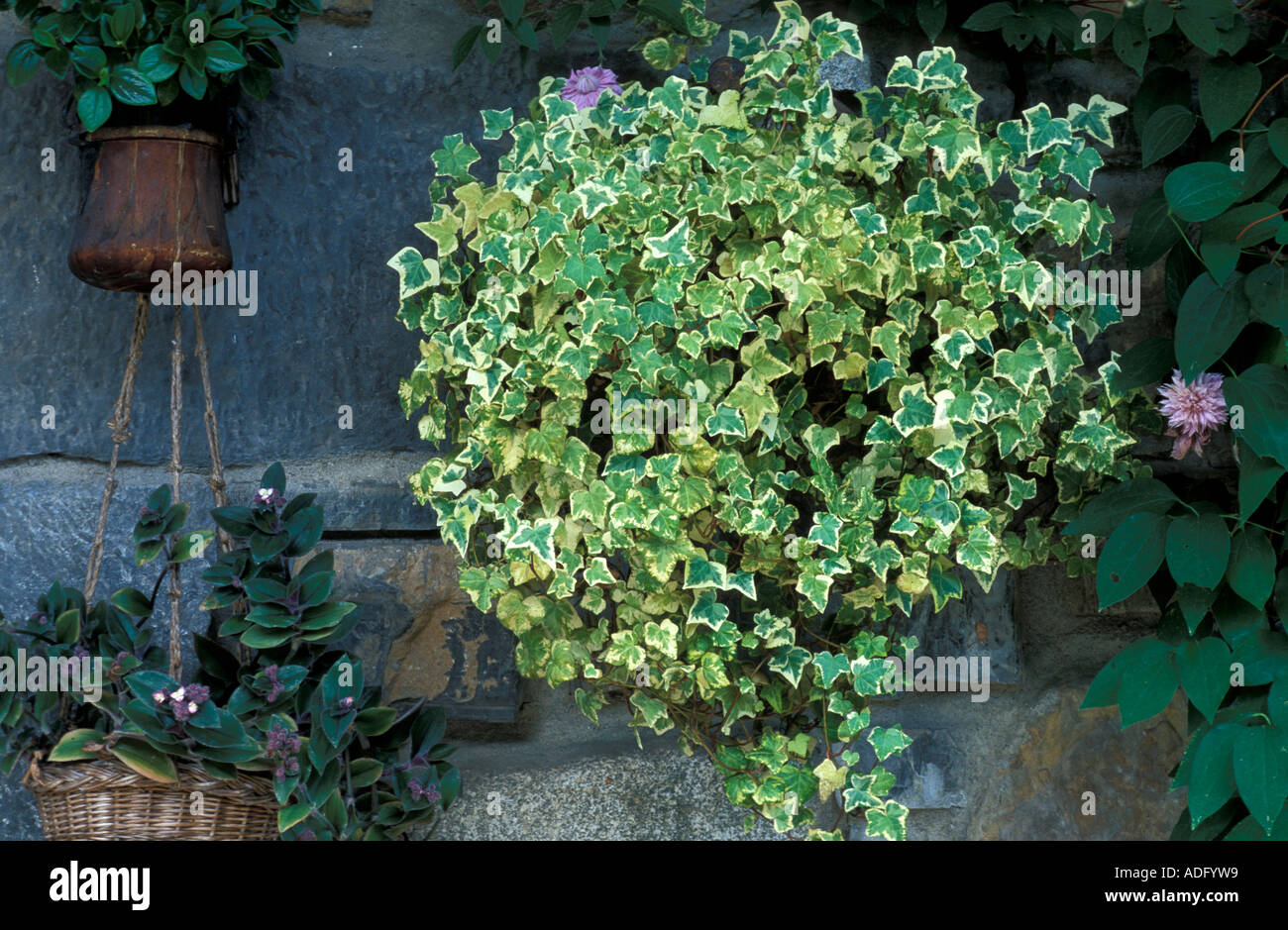 English ivy hedera helix gold hi-res stock photography and images - Alamy
