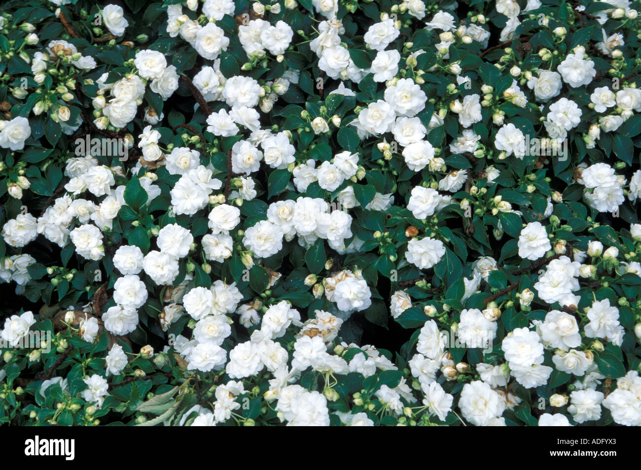 Double impatiens hi-res stock photography and images - Alamy