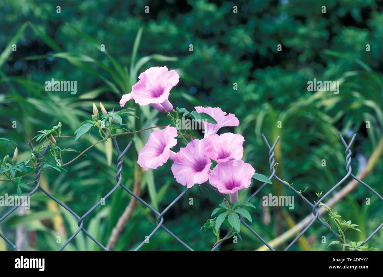 Ipomoea digitata hi-res stock photography and images - Alamy