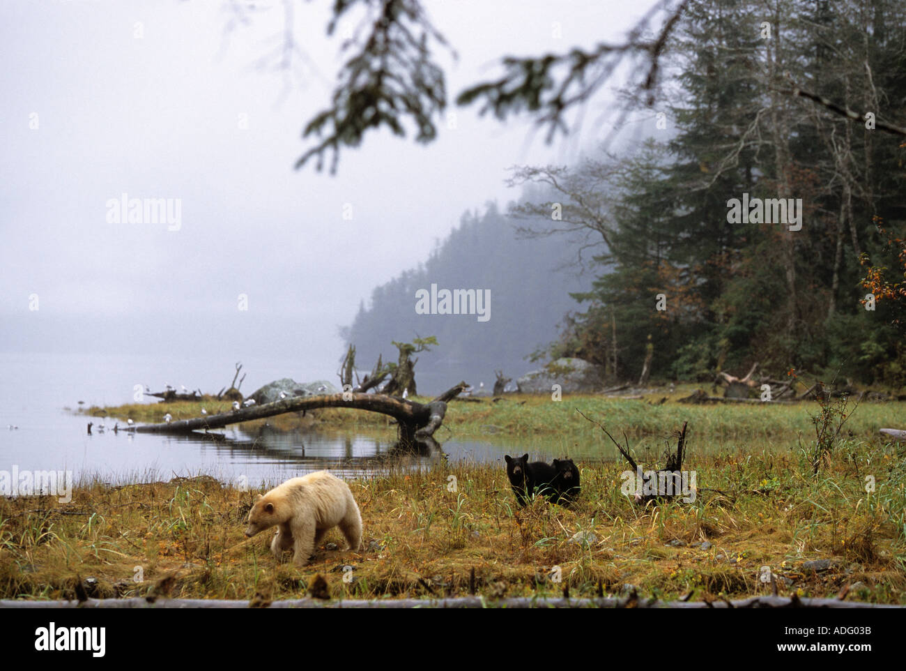 Spirit Kermode bear sow and her two black cubs in the Great Bear ...