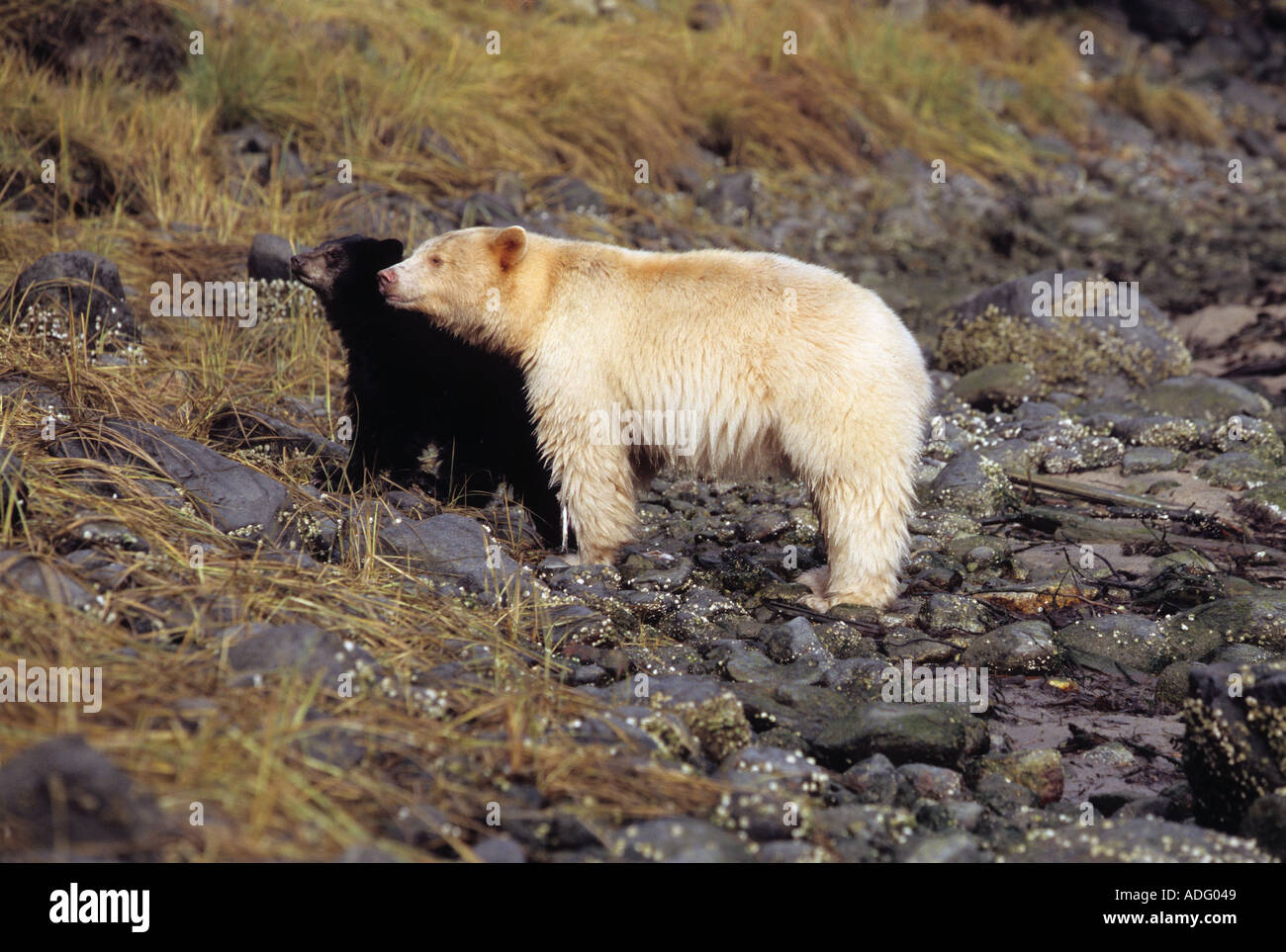 Spirit Kermode bear sow and her black cub in the Great Bear Rainforest ...