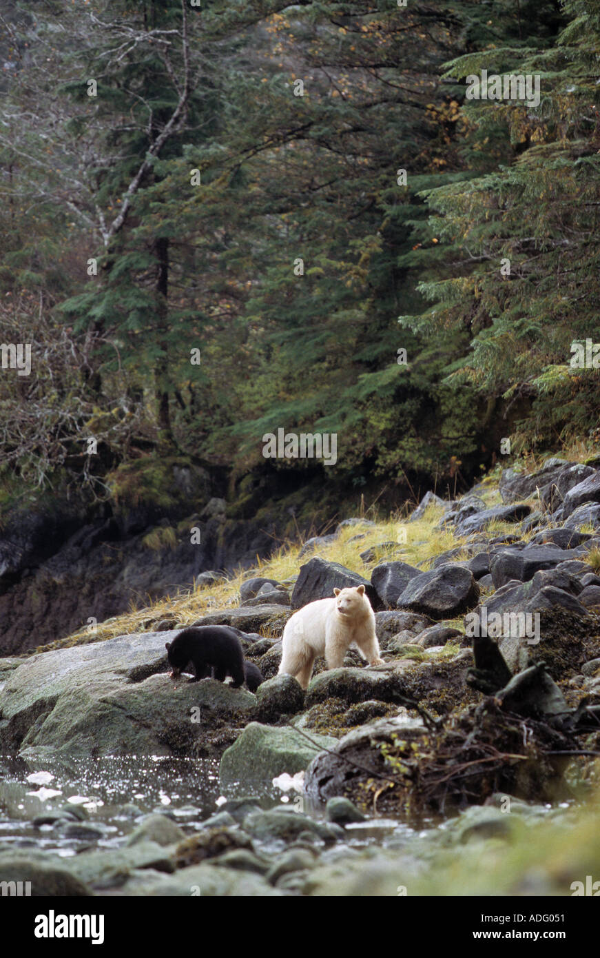 Spirit Kermode bear sow and her two black cubs in the Great Bear ...