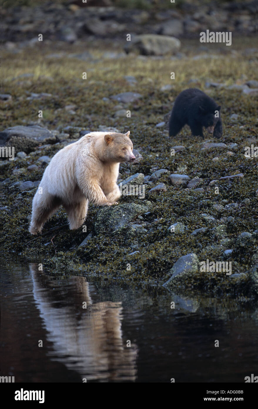 Spirit Kermode bear sow and her black cub in the Great Bear Rainforest ...