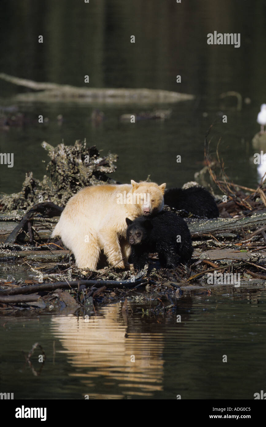 Spirit Kermode bear sow and her black cub in the Great Bear Rainforest ...
