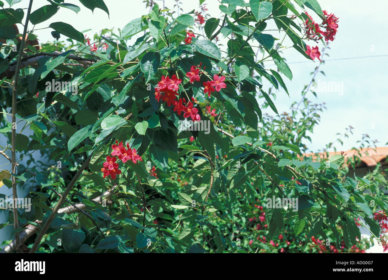 Jatropha integerrima plant hi-res stock photography and images - Alamy