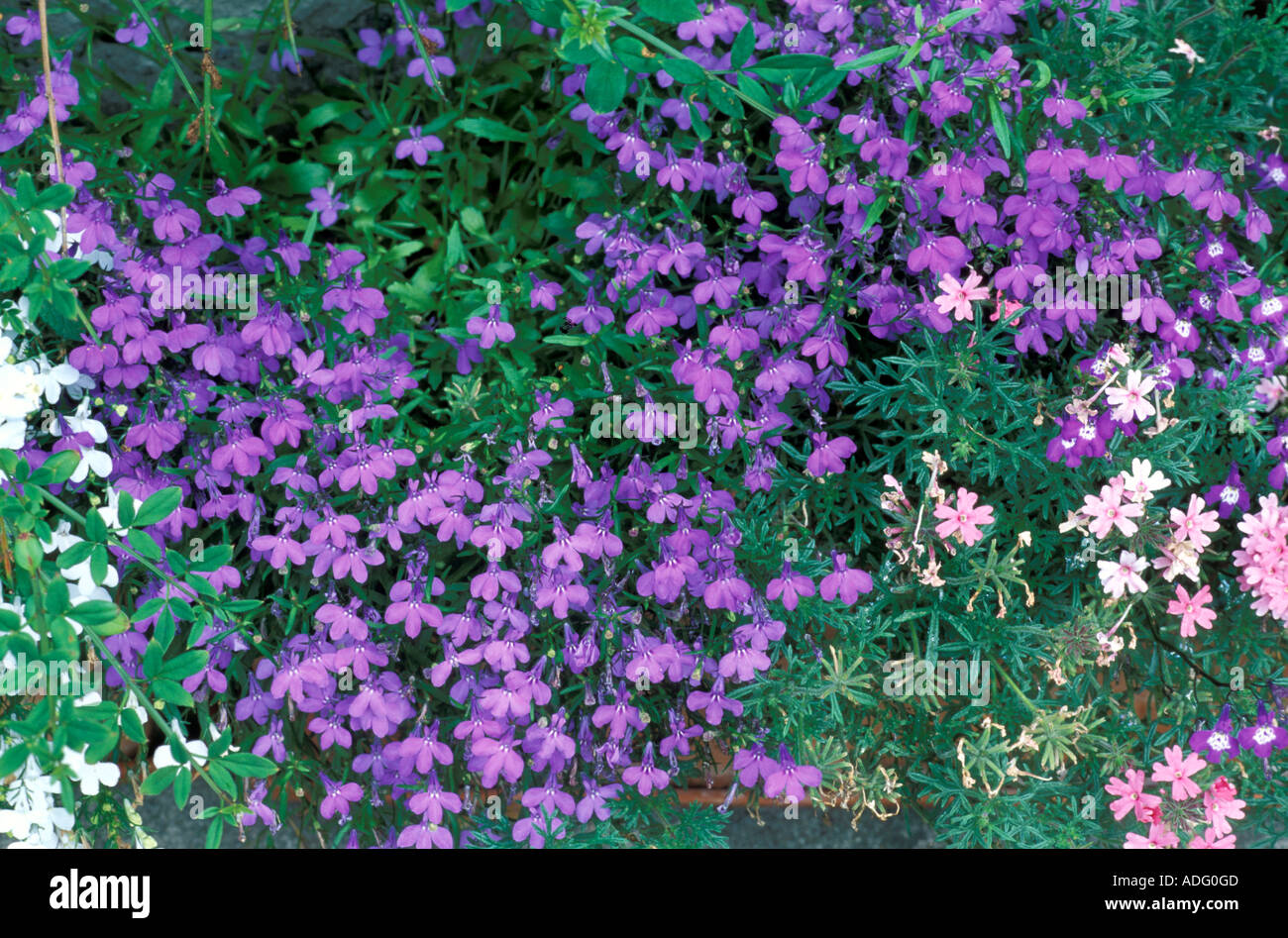 Lobelia Erinus Crystal Palace Italy Stock Photo - Alamy