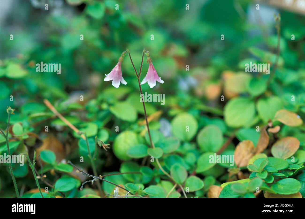 Linnea Borealis High Resolution Stock Photography and Images - Alamy