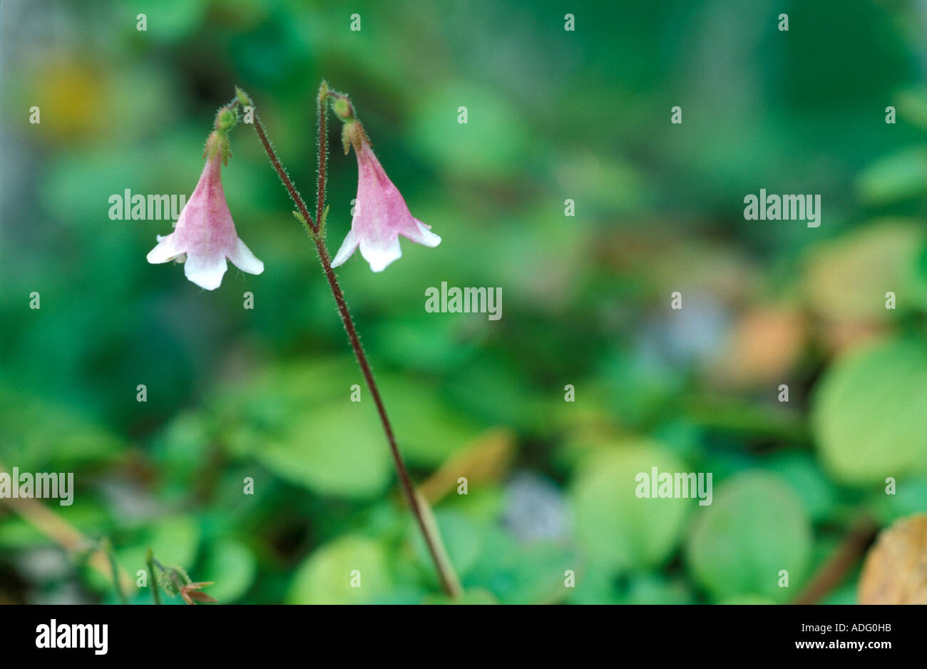 Twinflower linnea borealis hi-res stock photography and images - Alamy