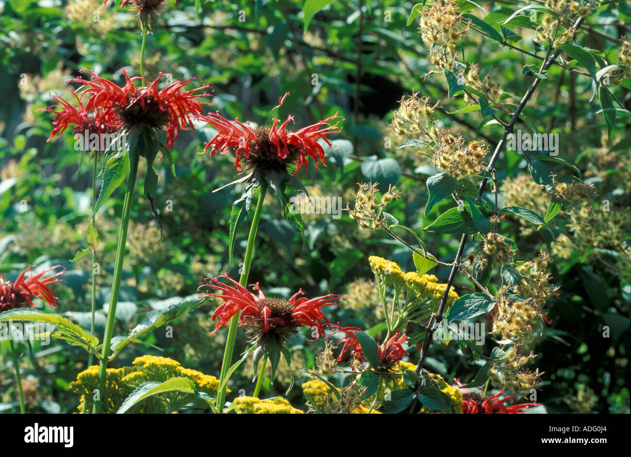 Monarda Didyma Mahogany Italy Stock Photo - Alamy