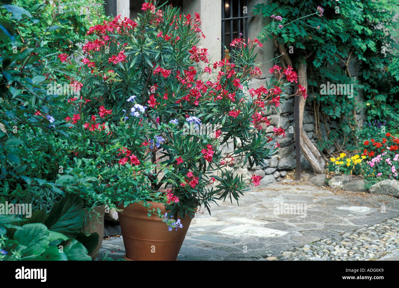 Nerium Oleander in pot Italy Stock Photo - Alamy