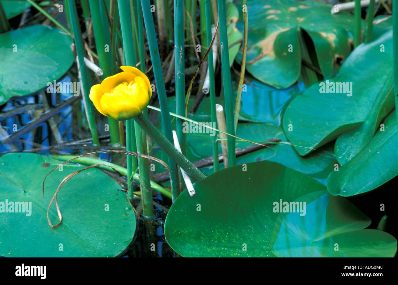 Nuphar luteum yellow pond lily hi-res stock photography and images - Alamy