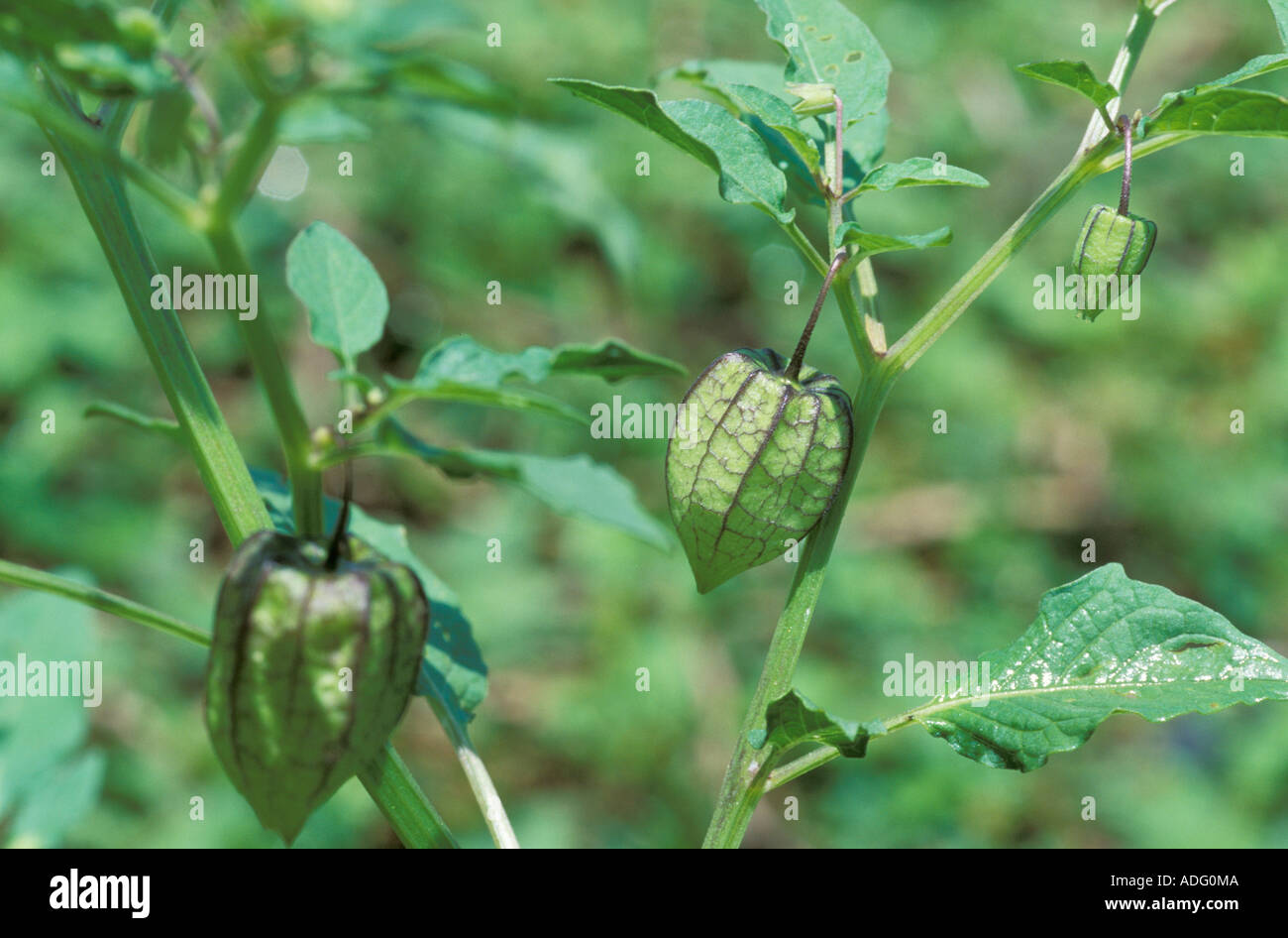 Physalis minima hi-res stock photography and images - Alamy