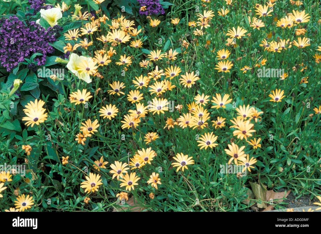 Ibrido hi-res stock photography and images - Alamy