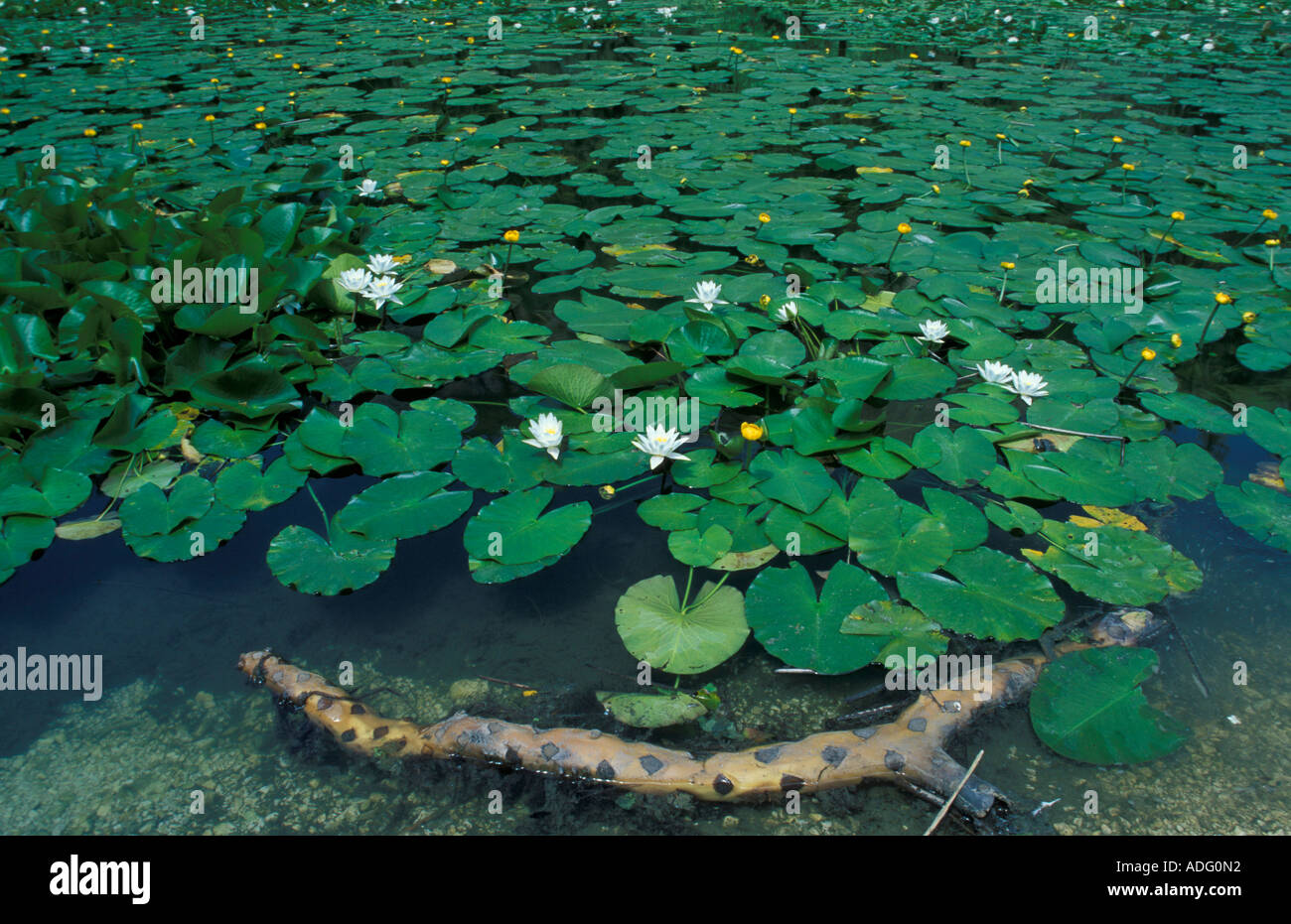 Ninfea alba hi-res stock photography and images - Alamy