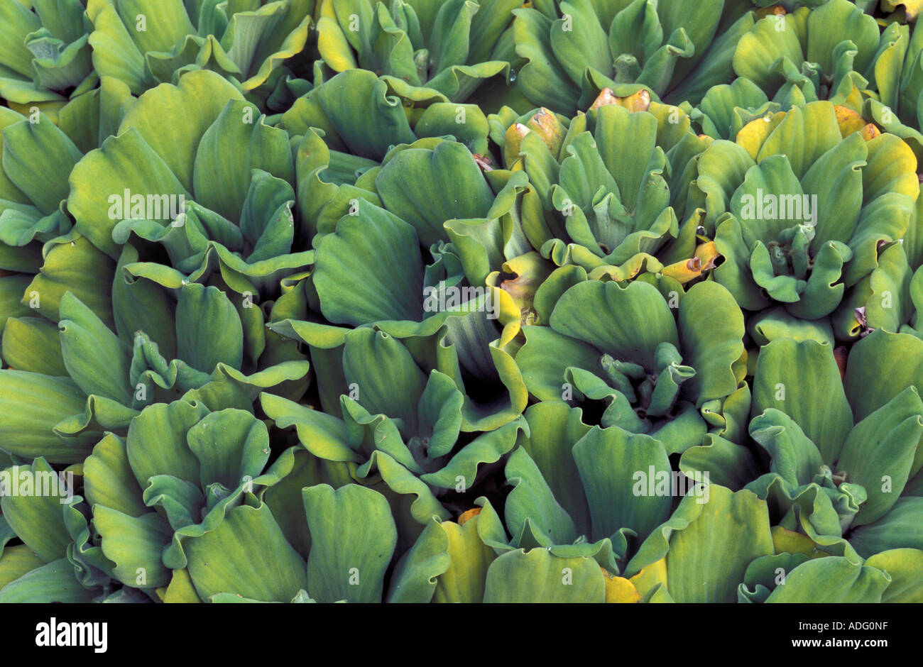 Pistia Stratiotes Italy Stock Photo - Alamy