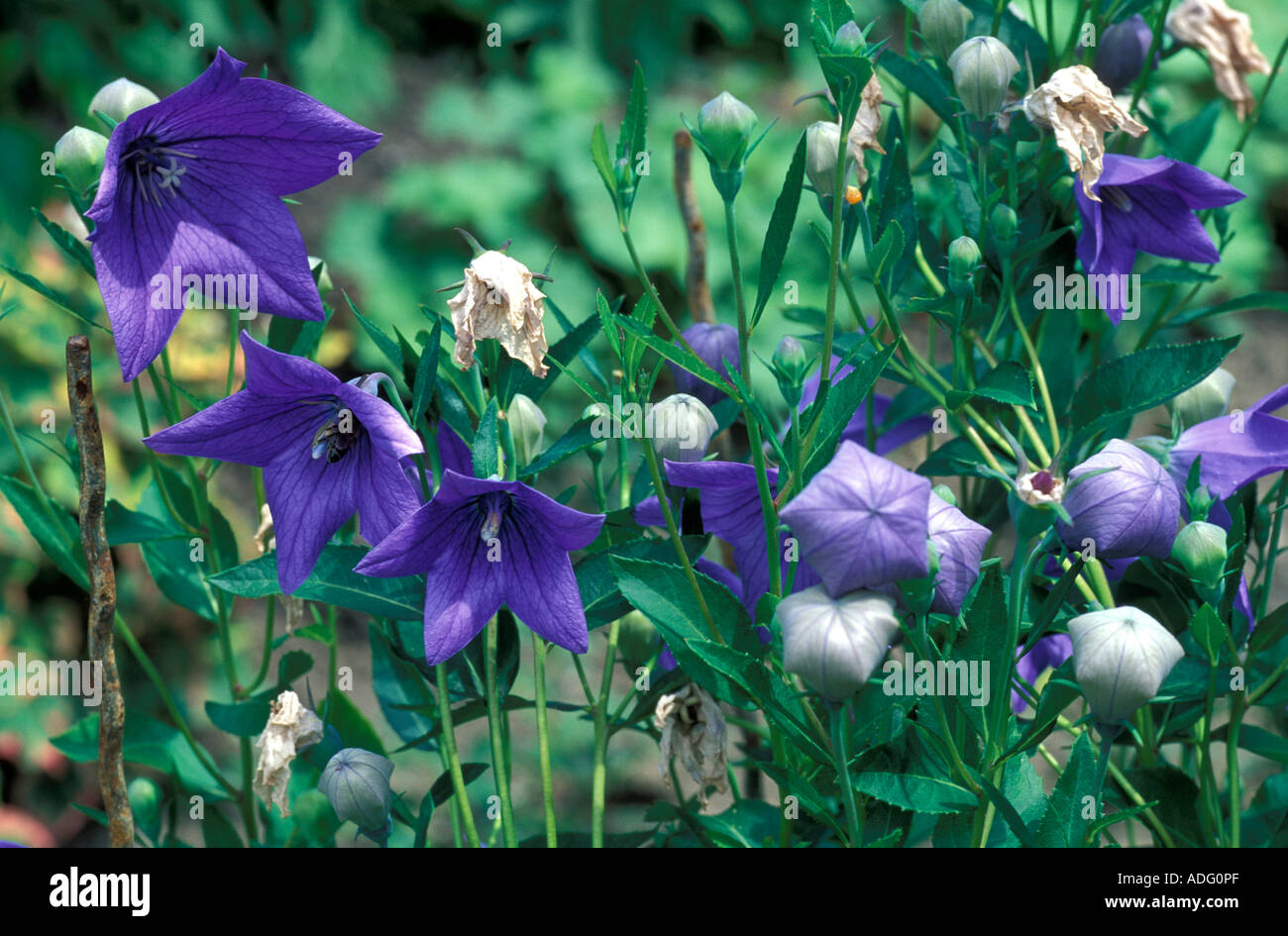 Platycodon Grandiflorum Fuji Blau Italy Stock Photo - Alamy