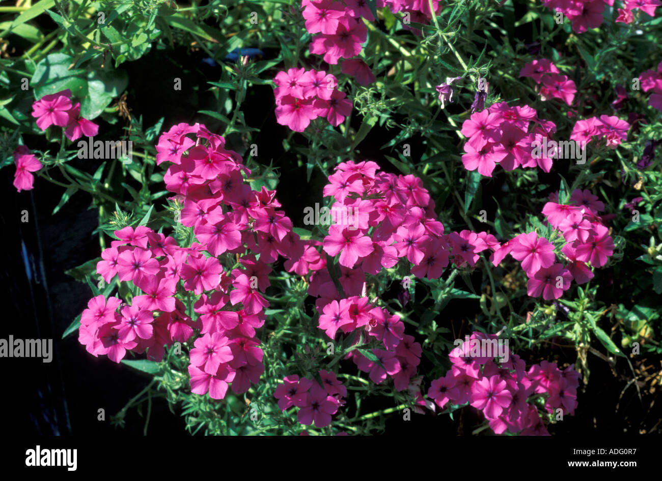 Annual phlox phlox drummondii neon hi-res stock photography and images ...