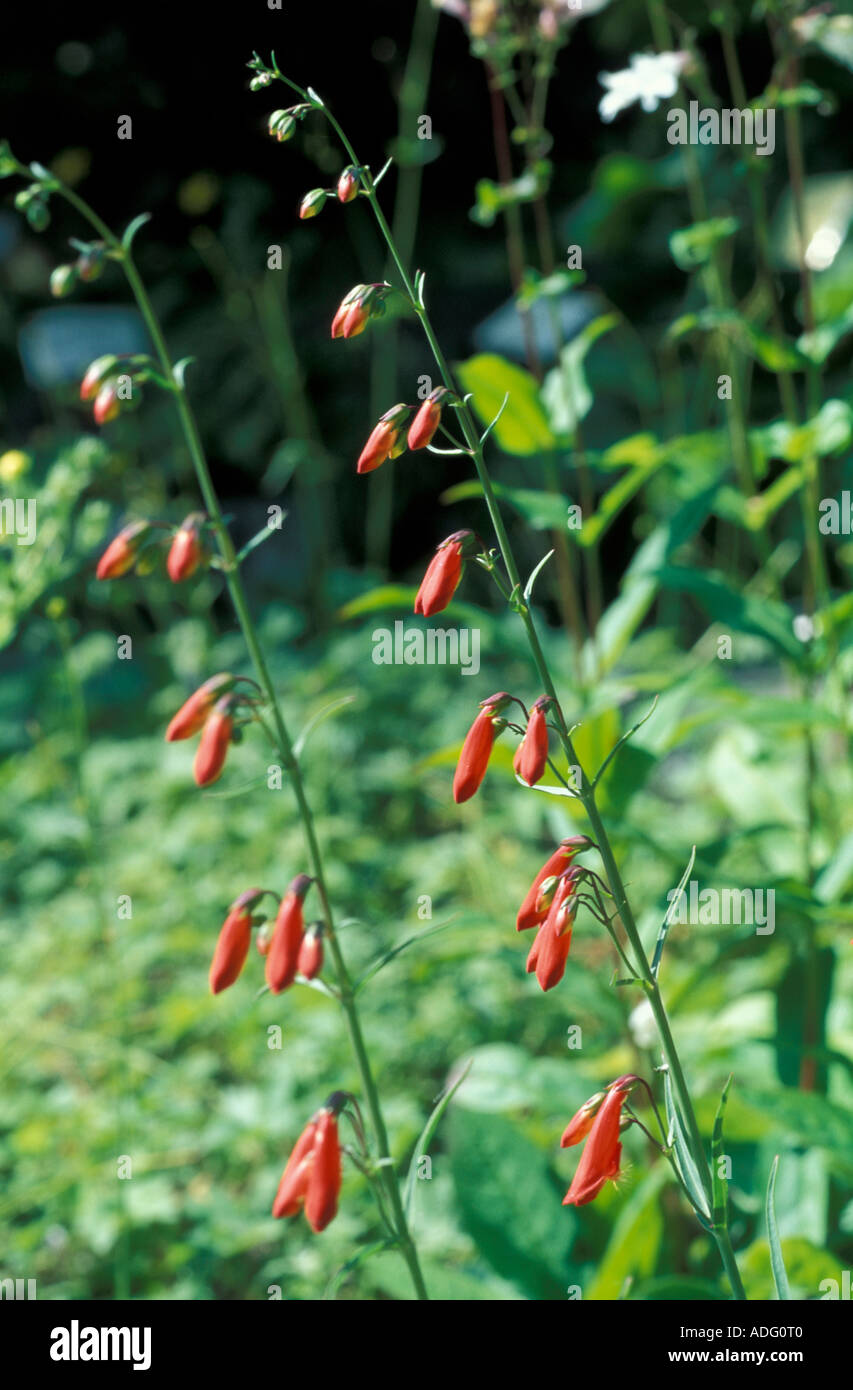 Penstemon cardinalis hi-res stock photography and images - Alamy
